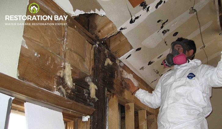Bay Area Mold Remediation Service - Restoration Bay